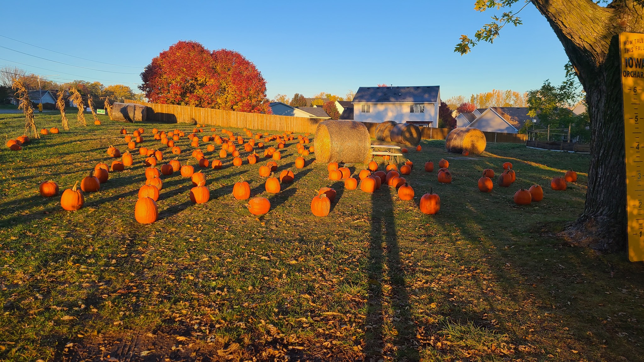 Our Guide to the Best Apple Orchards & Pumpkin Patches- Des Moines Girl